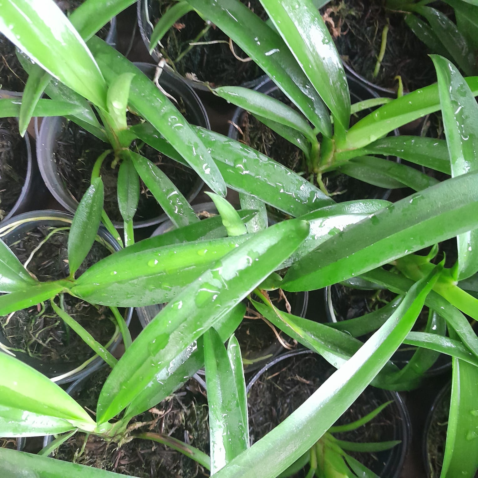 Rodriguezia Burgundy (Rza. venusta x lanceolata) - Orquídeas & Cia