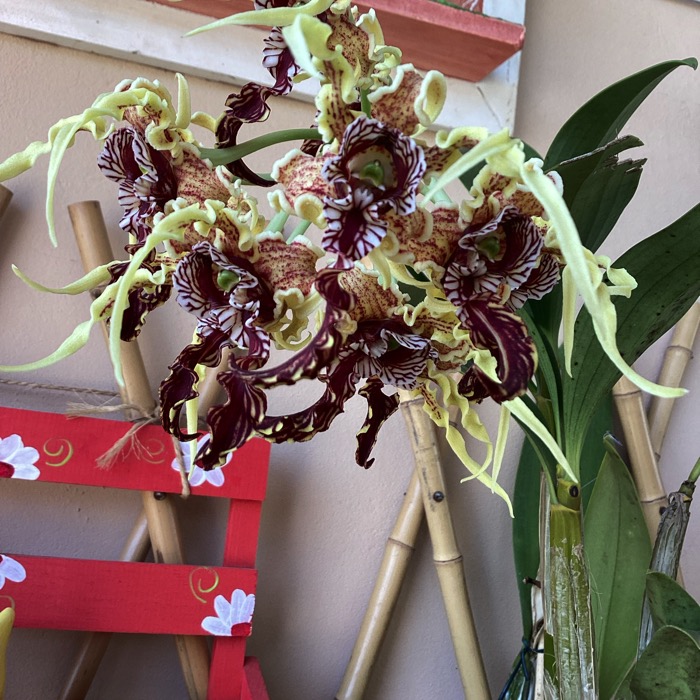 Dendrobium spectabile - Orquídeas & Cia