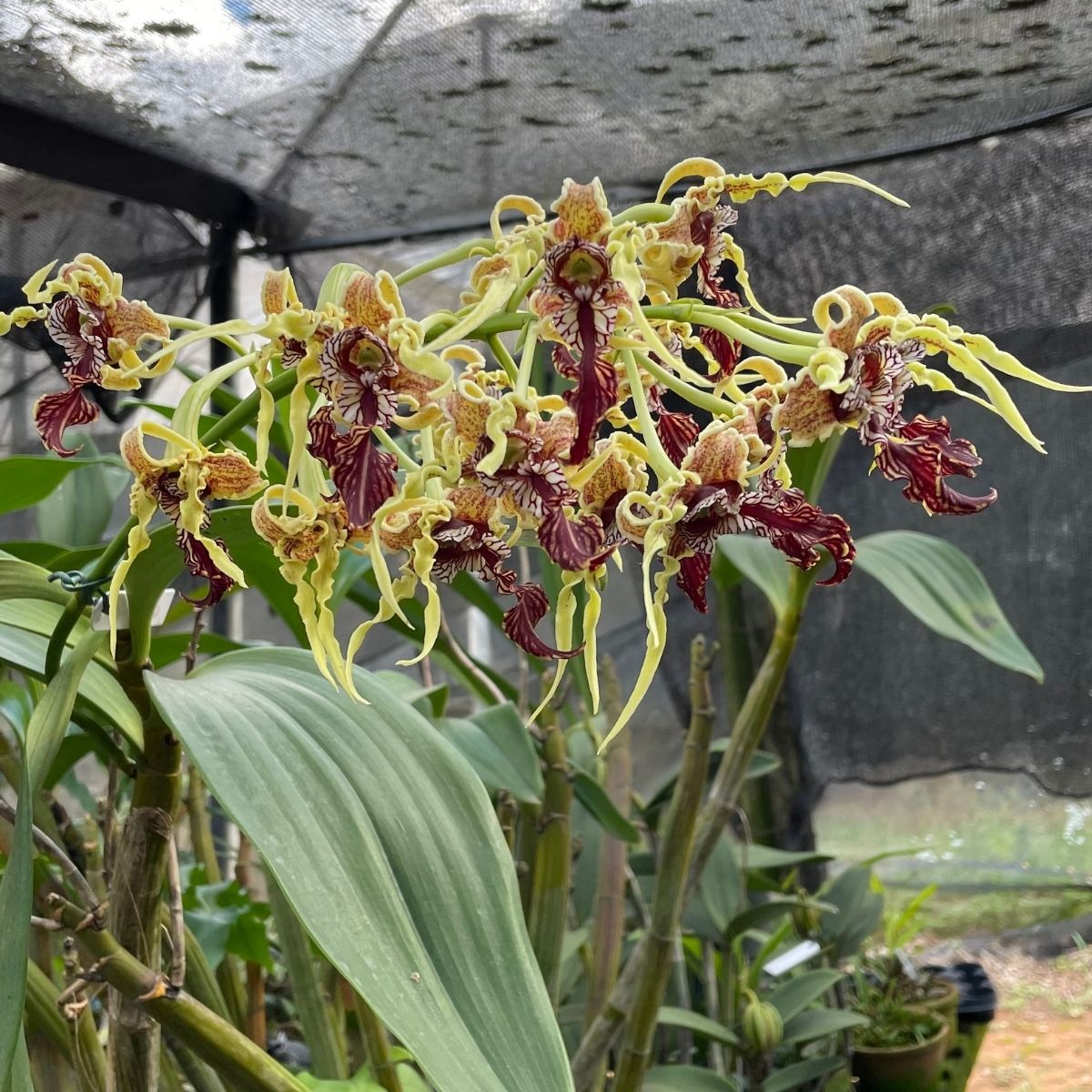 Dendrobium spectabile - Orquídeas & Cia