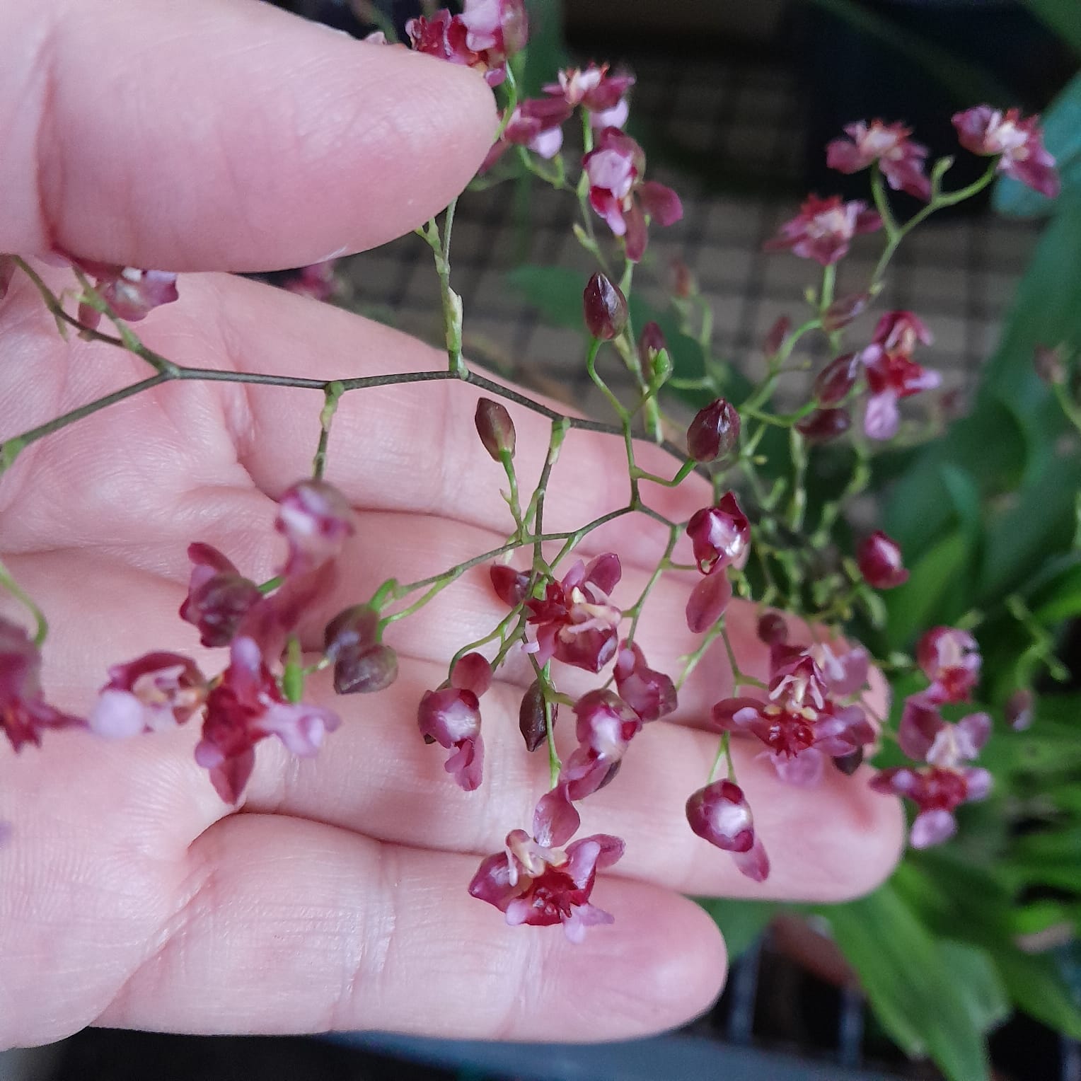 Oncidium twinkle - Orquídeas & Cia