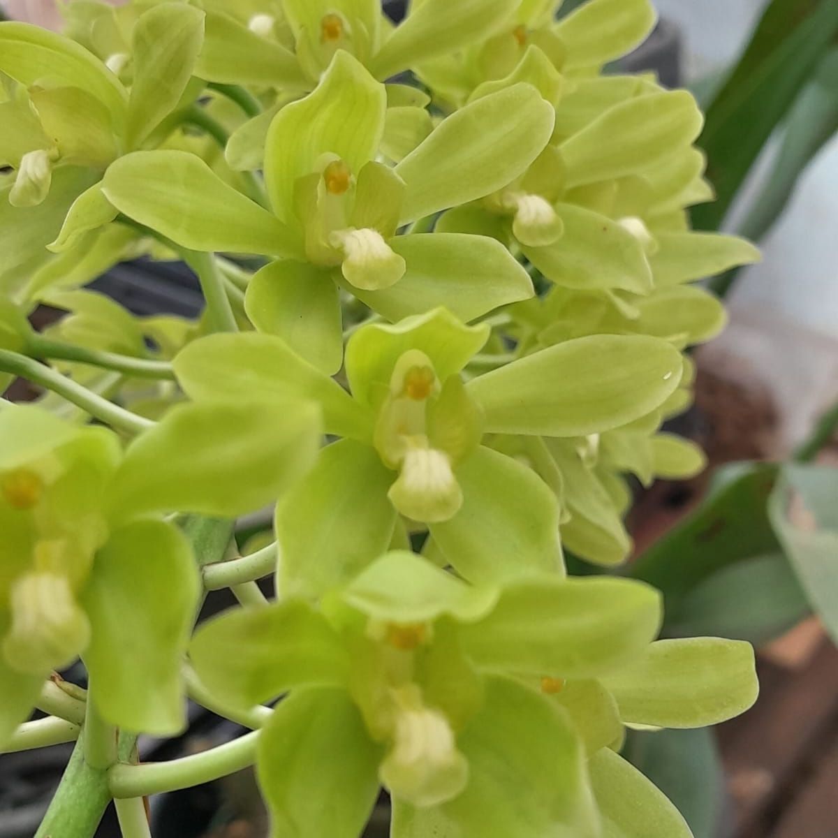 Grammatophyllum scriptum - Orquídeas & Cia