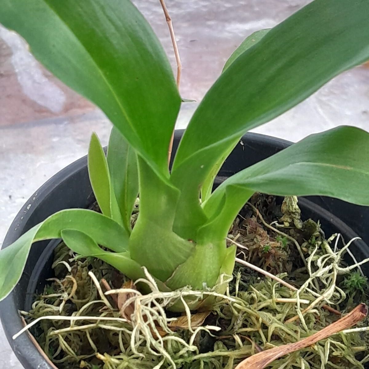 Grammatophyllum scriptum - Orquídeas & Cia