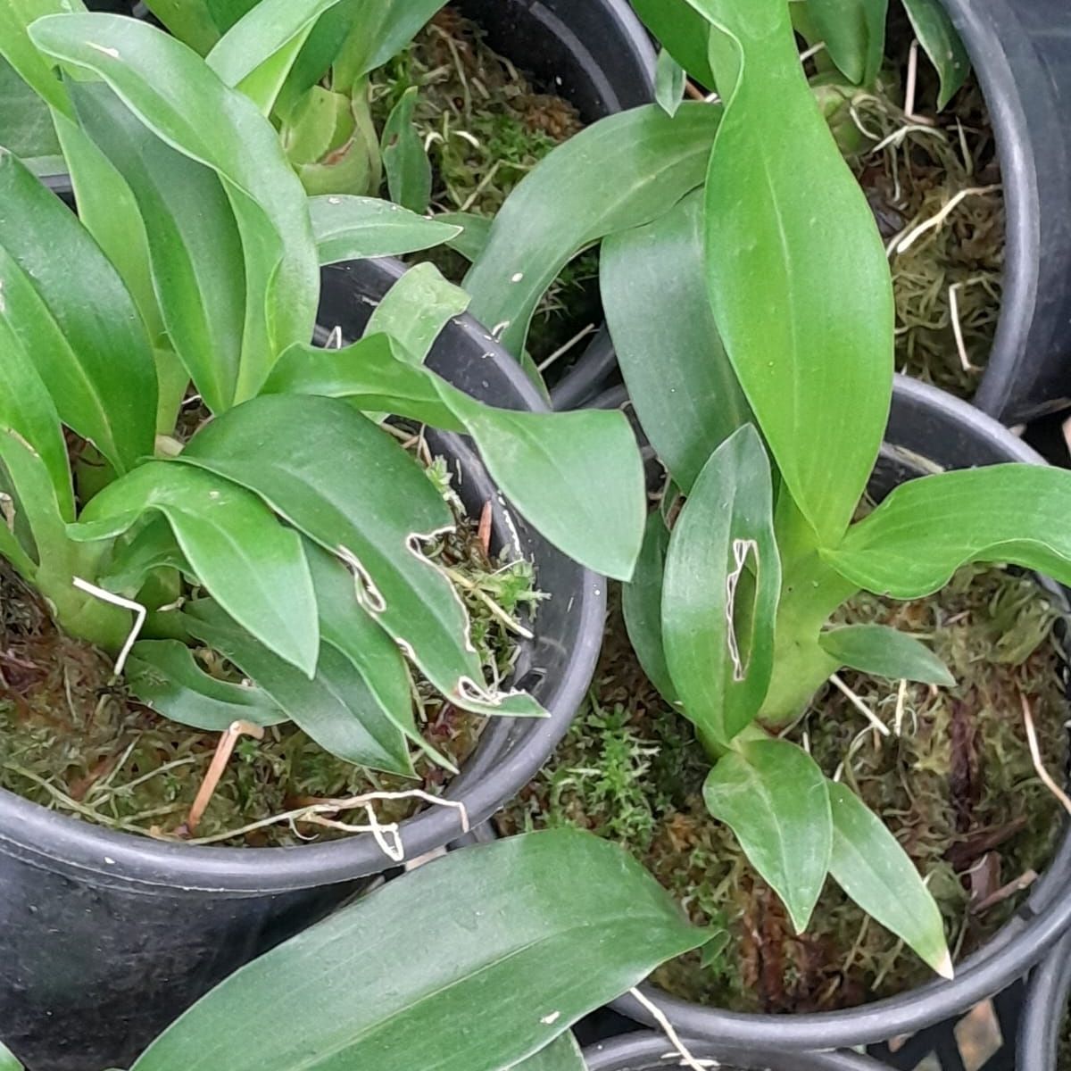 Grammatophyllum scriptum - Orquídeas & Cia