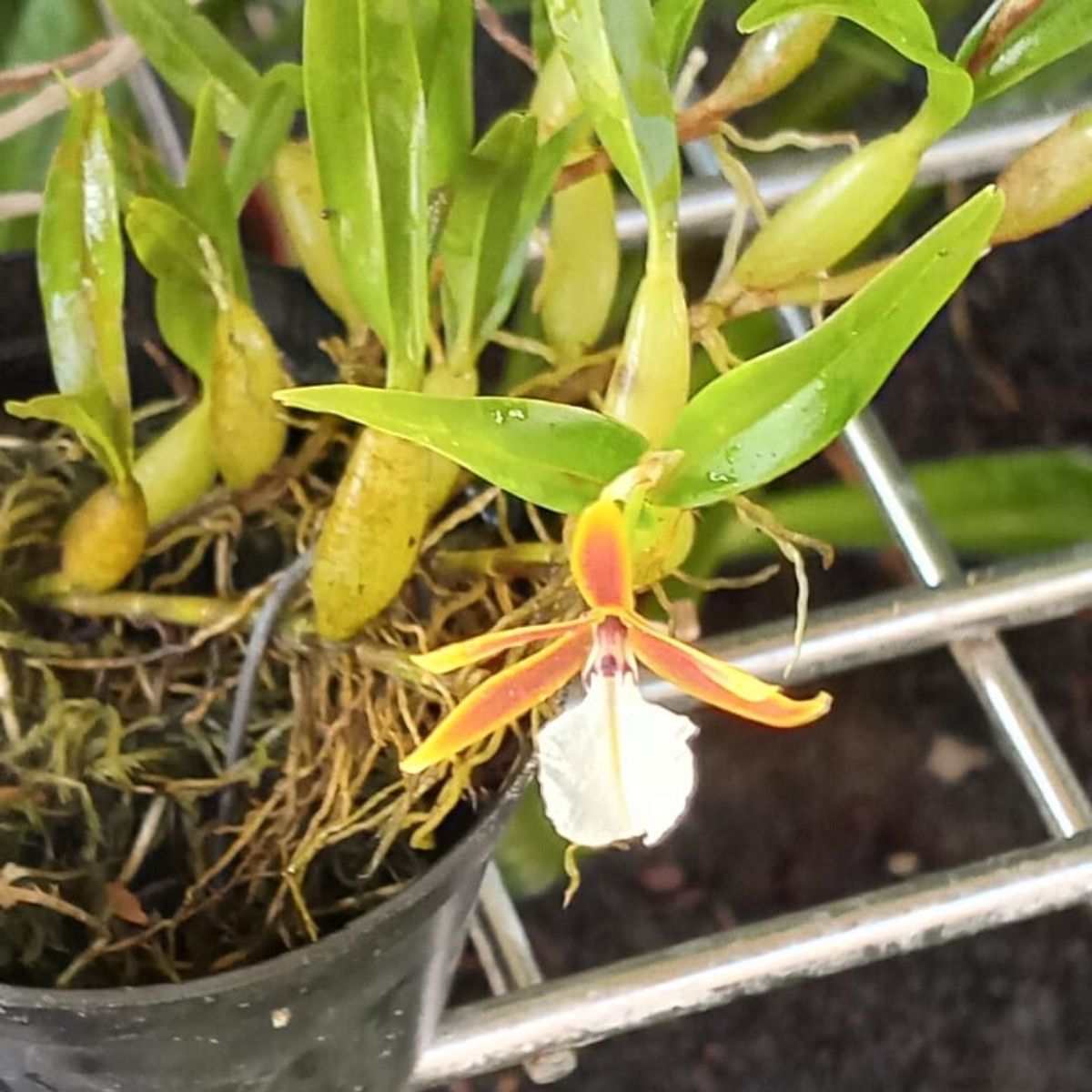 Dinema polibulbo (polybulbon) - Orquídeas & Cia