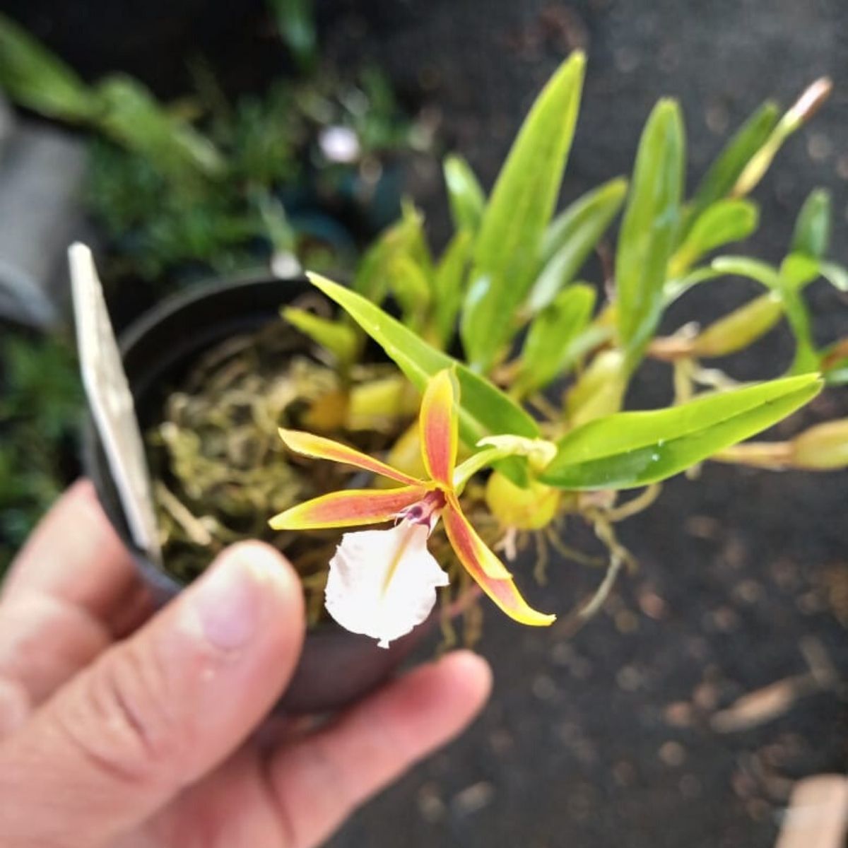 Dinema polibulbo (polybulbon) - Orquídeas & Cia