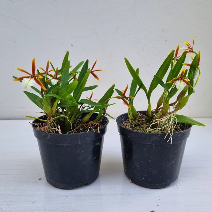 Dinema polibulbo (polybulbon) - Orquídeas & Cia