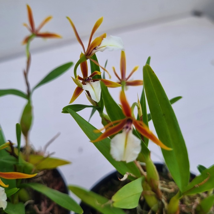 Dinema polibulbo (polybulbon) - Orquídeas & Cia