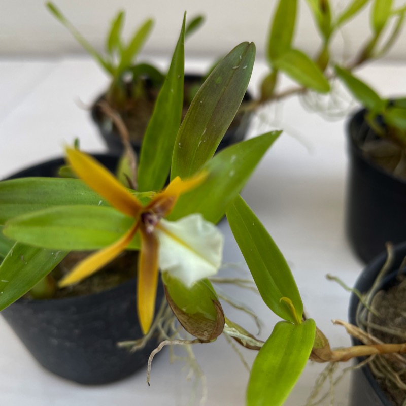 Dinema polibulbo (polybulbon) - Orquídeas & Cia