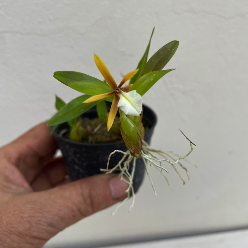 Dinema polibulbo (polybulbon) - Orquídeas & Cia
