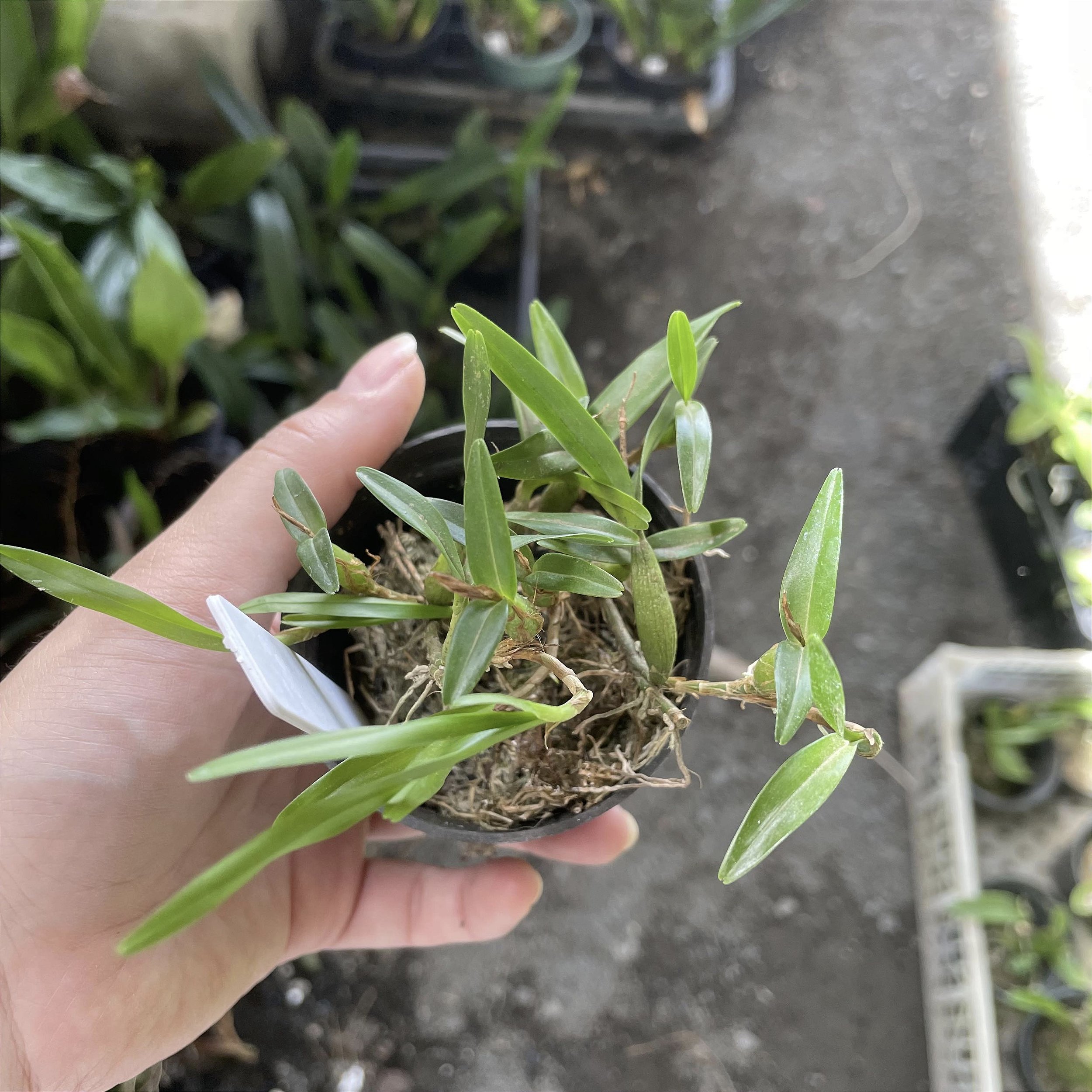 Dinema polibulbo (polybulbon) - Orquídeas & Cia