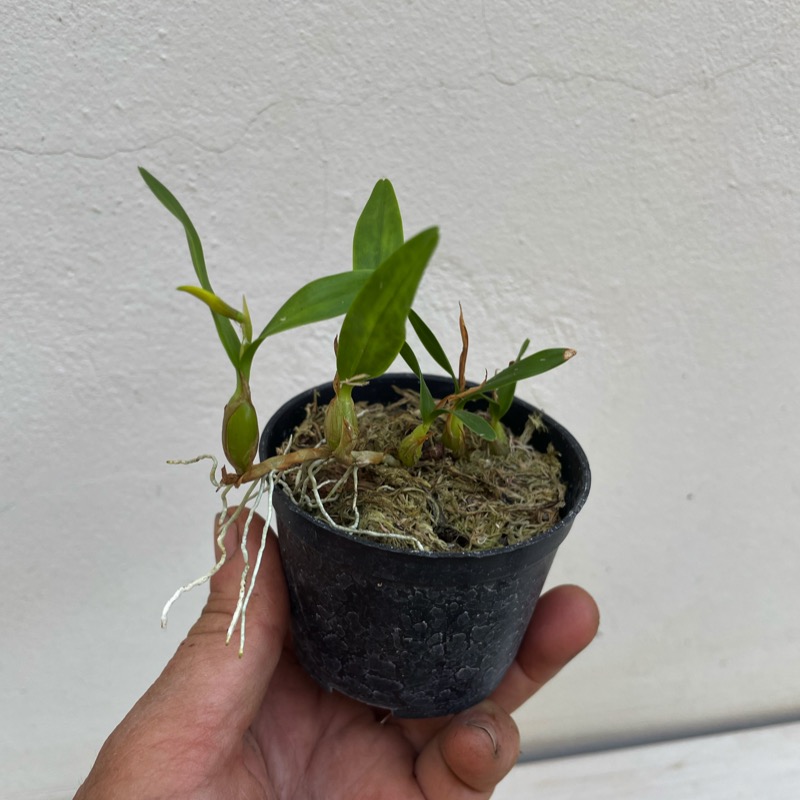 Dinema polibulbo (polybulbon) - Orquídeas & Cia