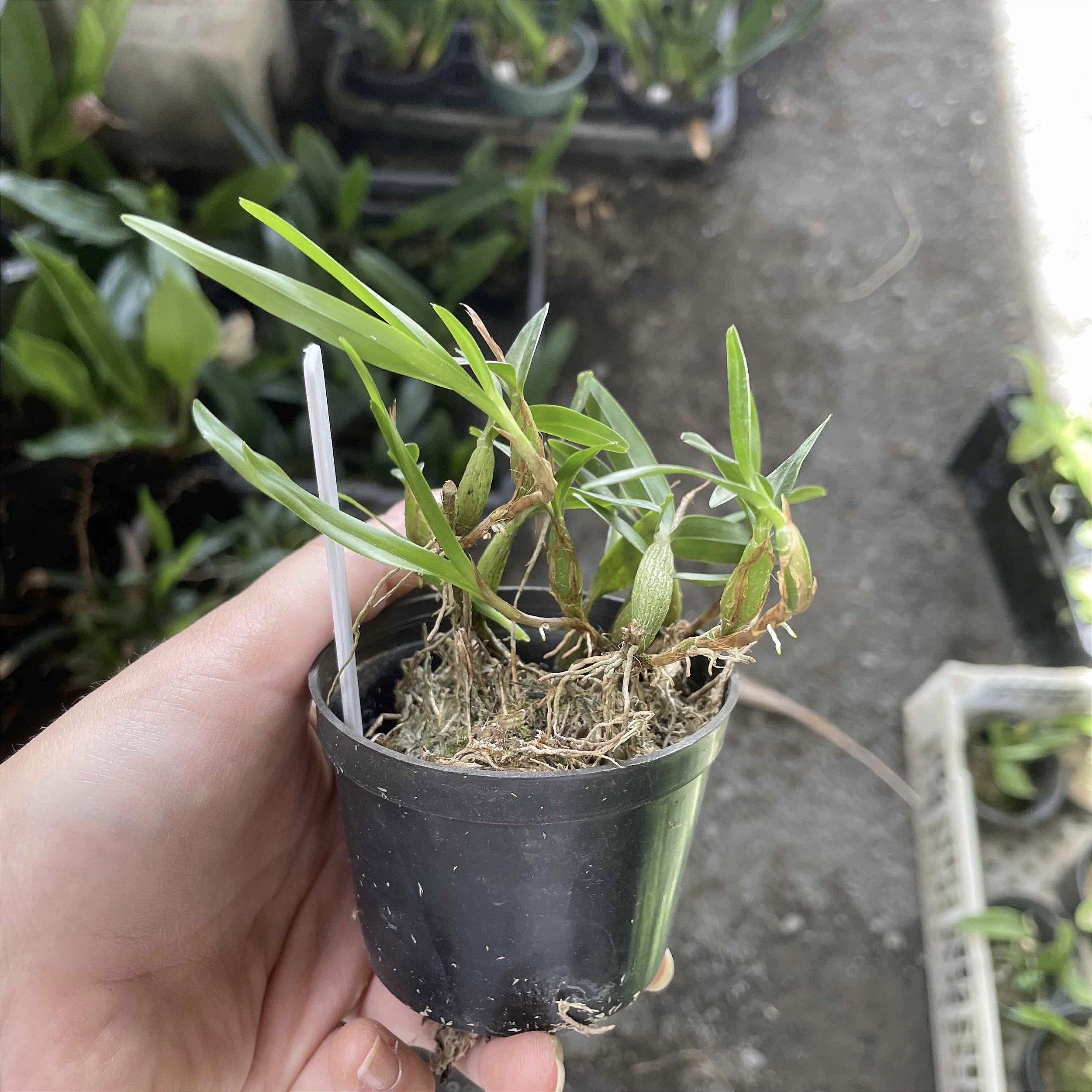 Dinema polibulbo (polybulbon) - Orquídeas & Cia