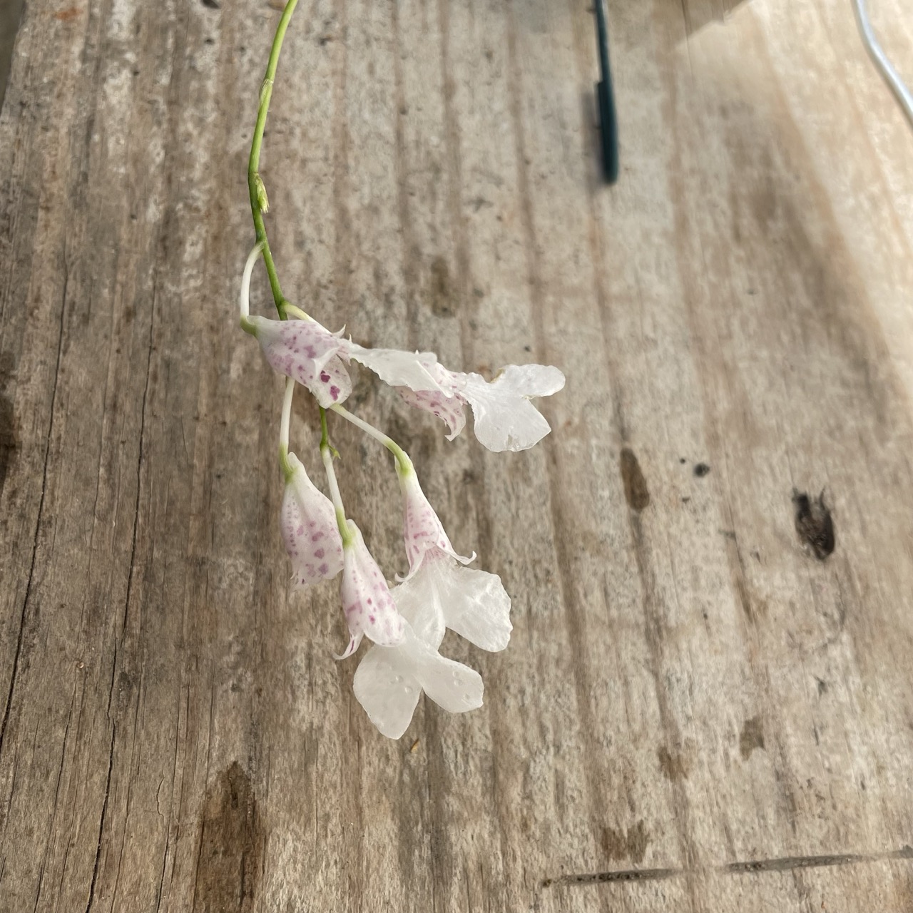 Rodriguezia decora - Orquídeas & Cia