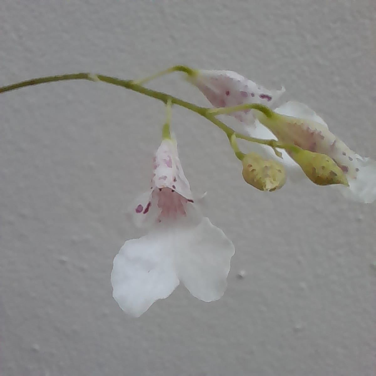 Rodriguezia decora - Orquídeas & Cia