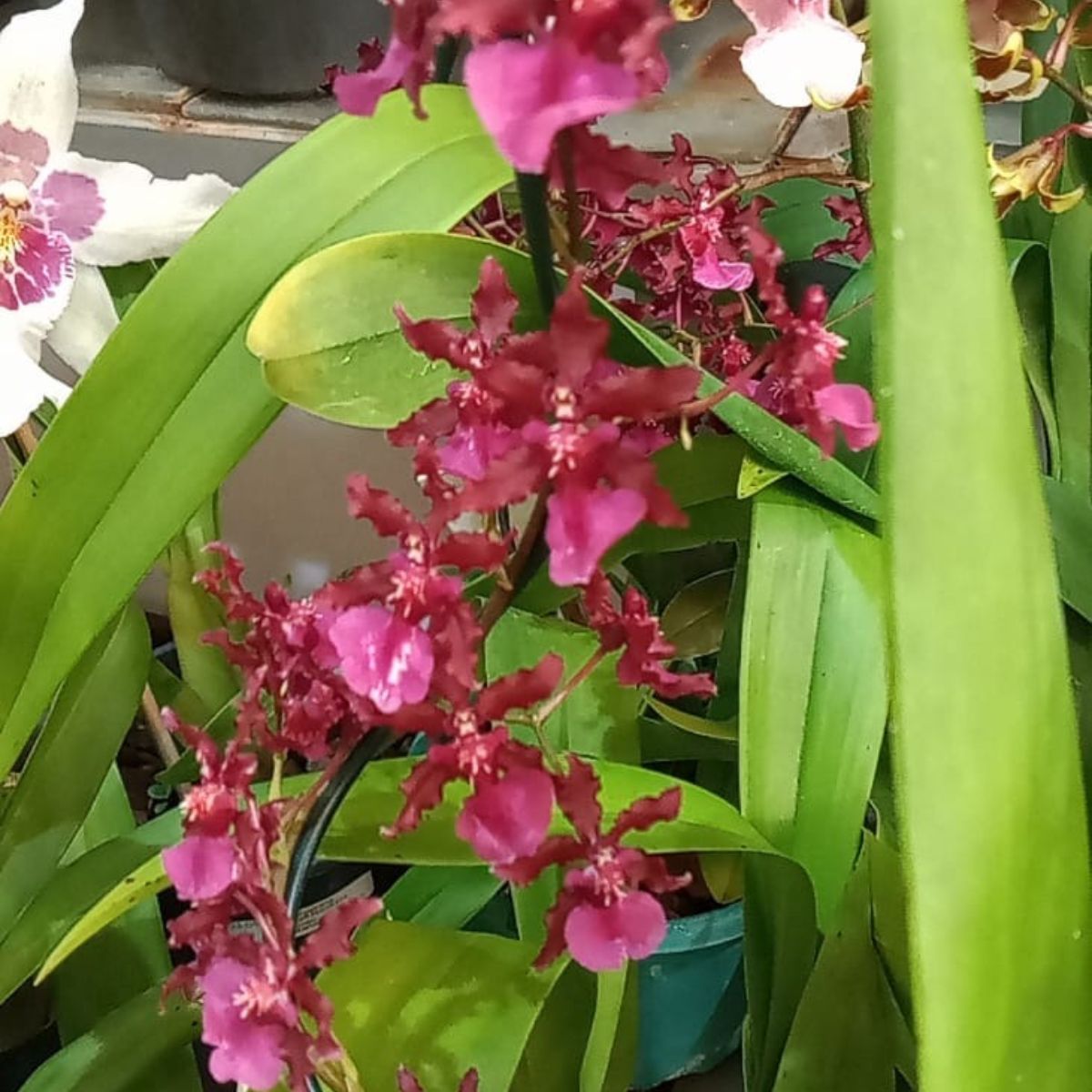 Oncidium Sharry baby (Orquídea chocolate) - Orquídeas & Cia