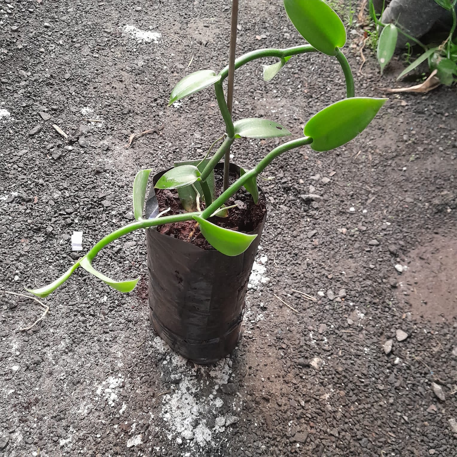 Vanilla chamissonis (Baunilha do cerrado) - Orquídeas & Cia