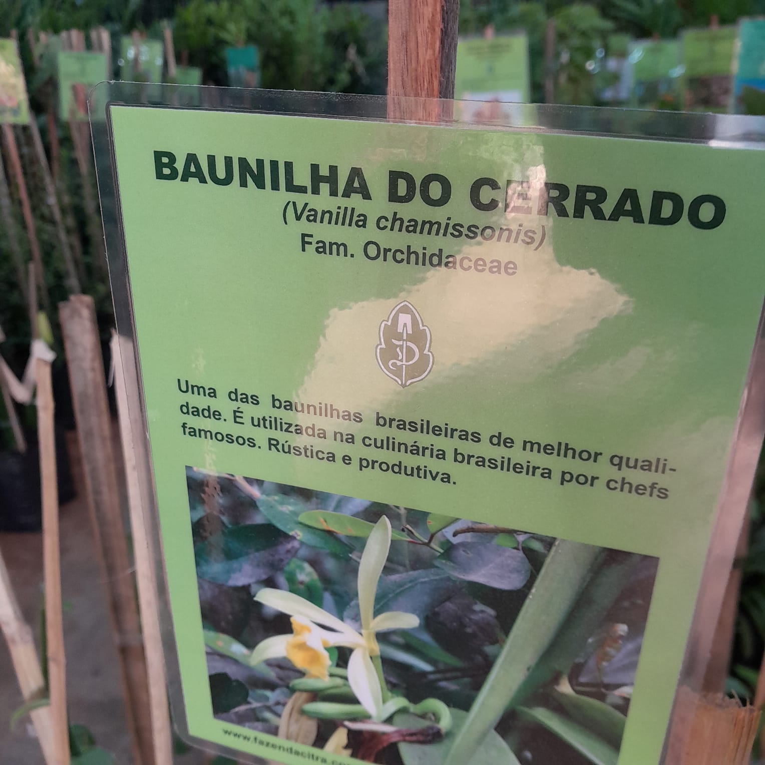 Vanilla chamissonis (Baunilha do cerrado) - Orquídeas & Cia