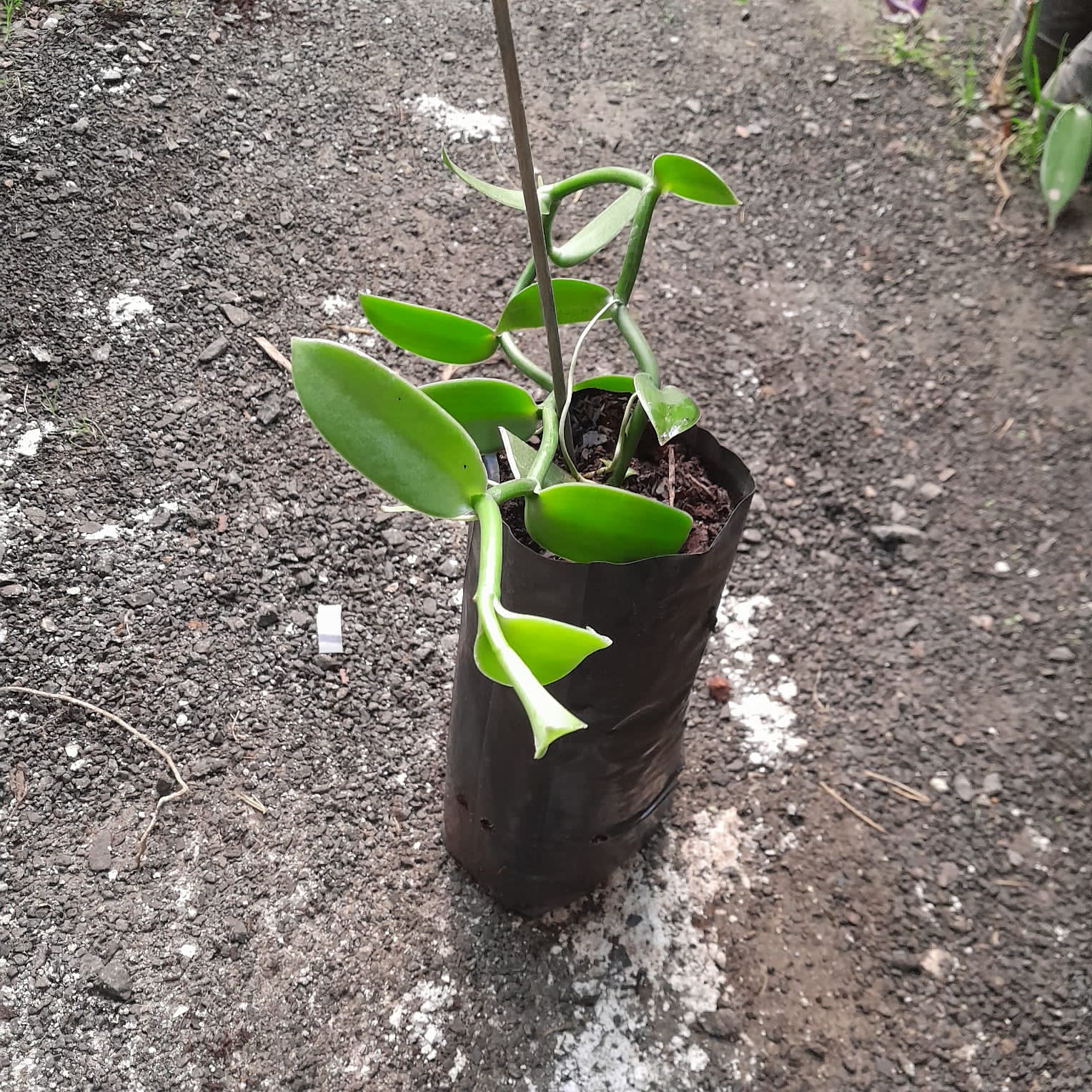 Vanilla chamissonis (Baunilha do cerrado) - Orquídeas & Cia