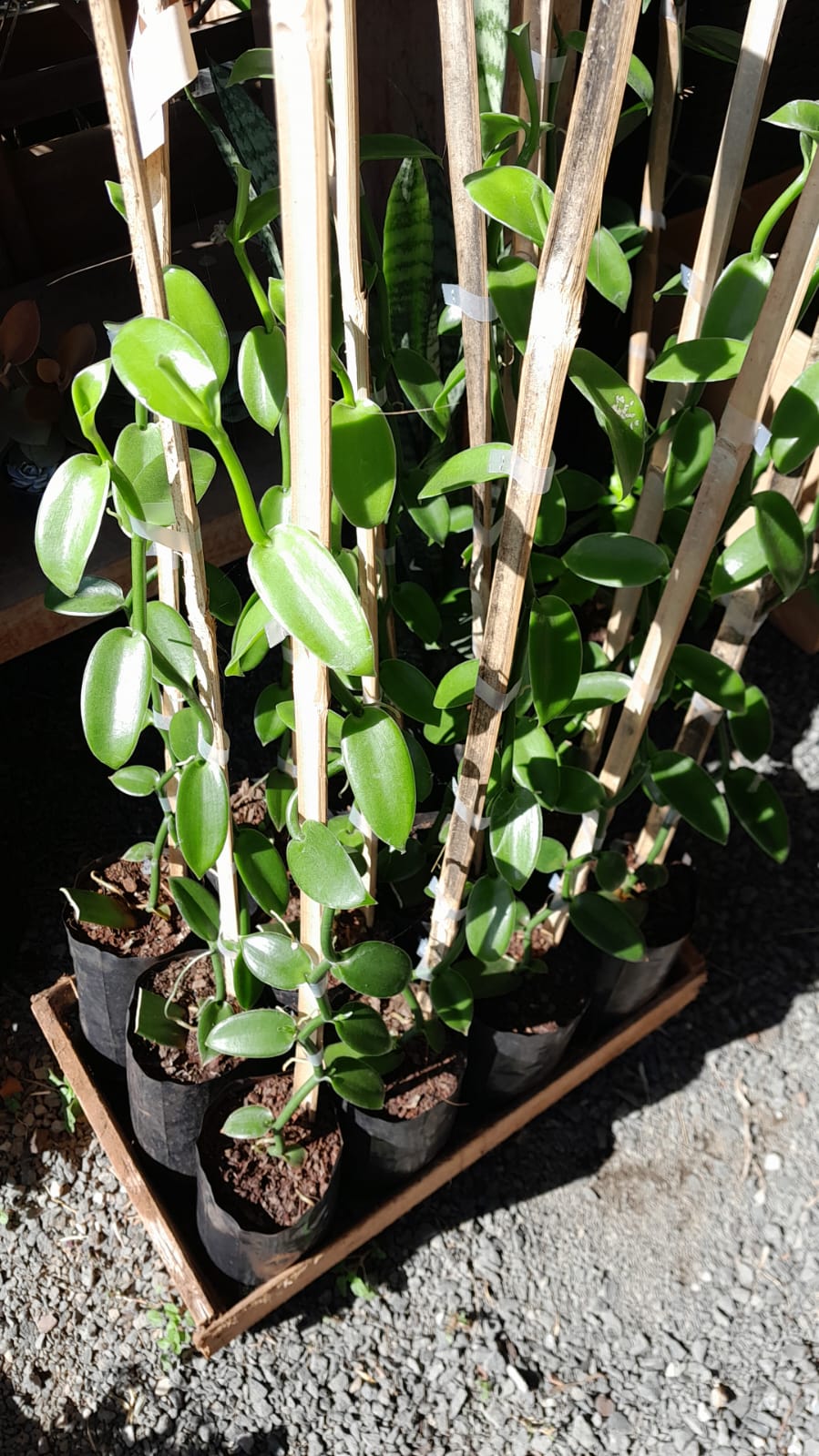 Vanilla chamissonis (Baunilha do cerrado) - Orquídeas & Cia