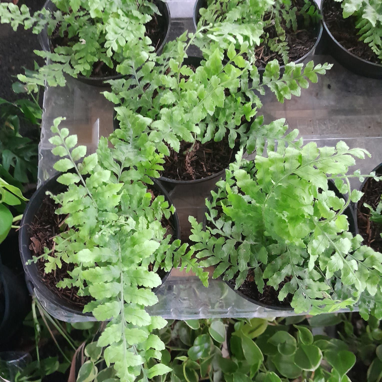 Folhagem Samambaia de Metro MUDA (Polypodium subauriculatum ...