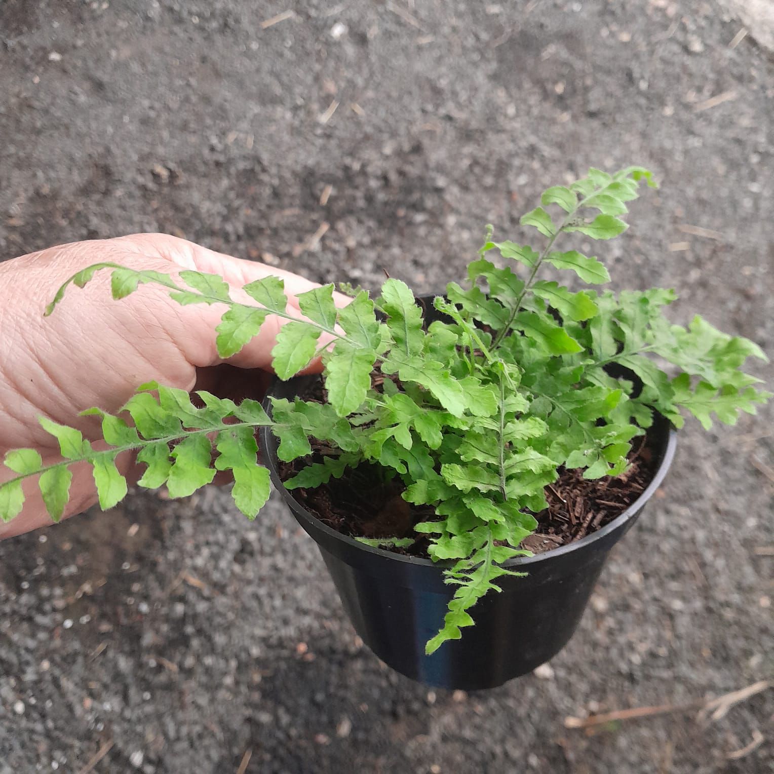 Folhagem Samambaia de Metro MUDA (Polypodium subauriculatum ...
