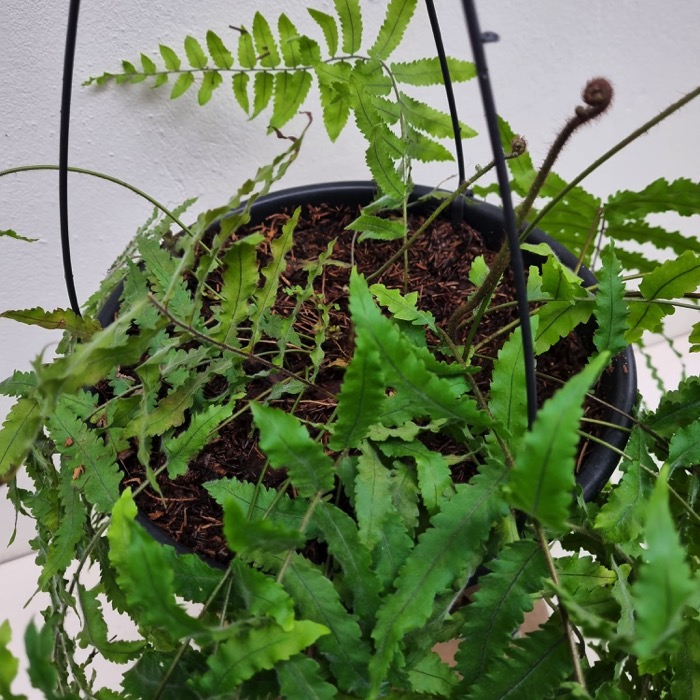 Folhagem Samambaia de Metro ADULTO (Polypodium subauriculatum ...