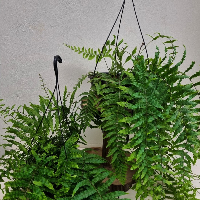 Folhagem Samambaia de Metro ADULTO (Polypodium subauriculatum ...