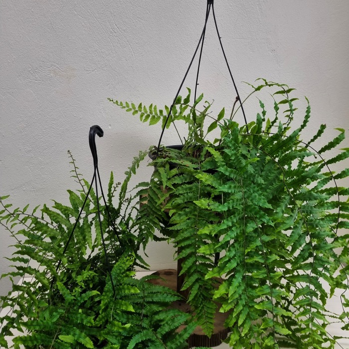Folhagem Samambaia de Metro ADULTO (Polypodium subauriculatum ...