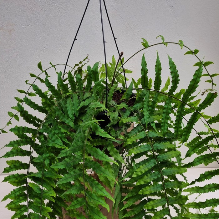 Folhagem Samambaia de Metro ADULTO (Polypodium subauriculatum ...