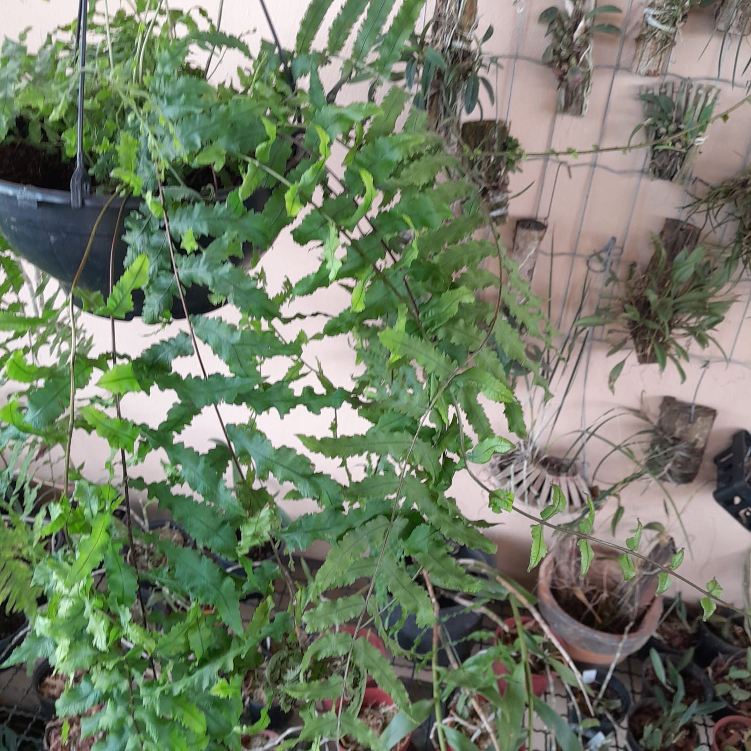 Folhagem Samambaia de Metro ADULTO (Polypodium subauriculatum ...