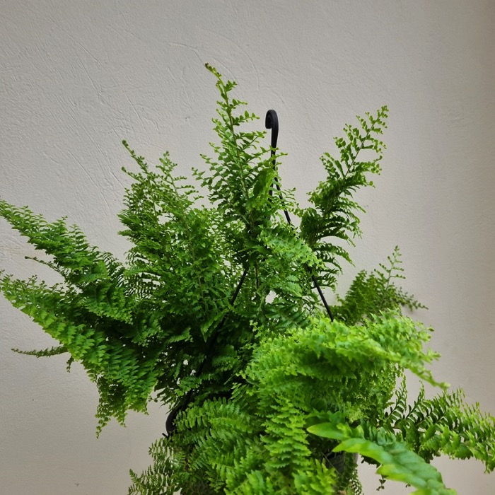 Samambaia cabelo de anjo ou asa de anjo (Adiantum raddianum ...