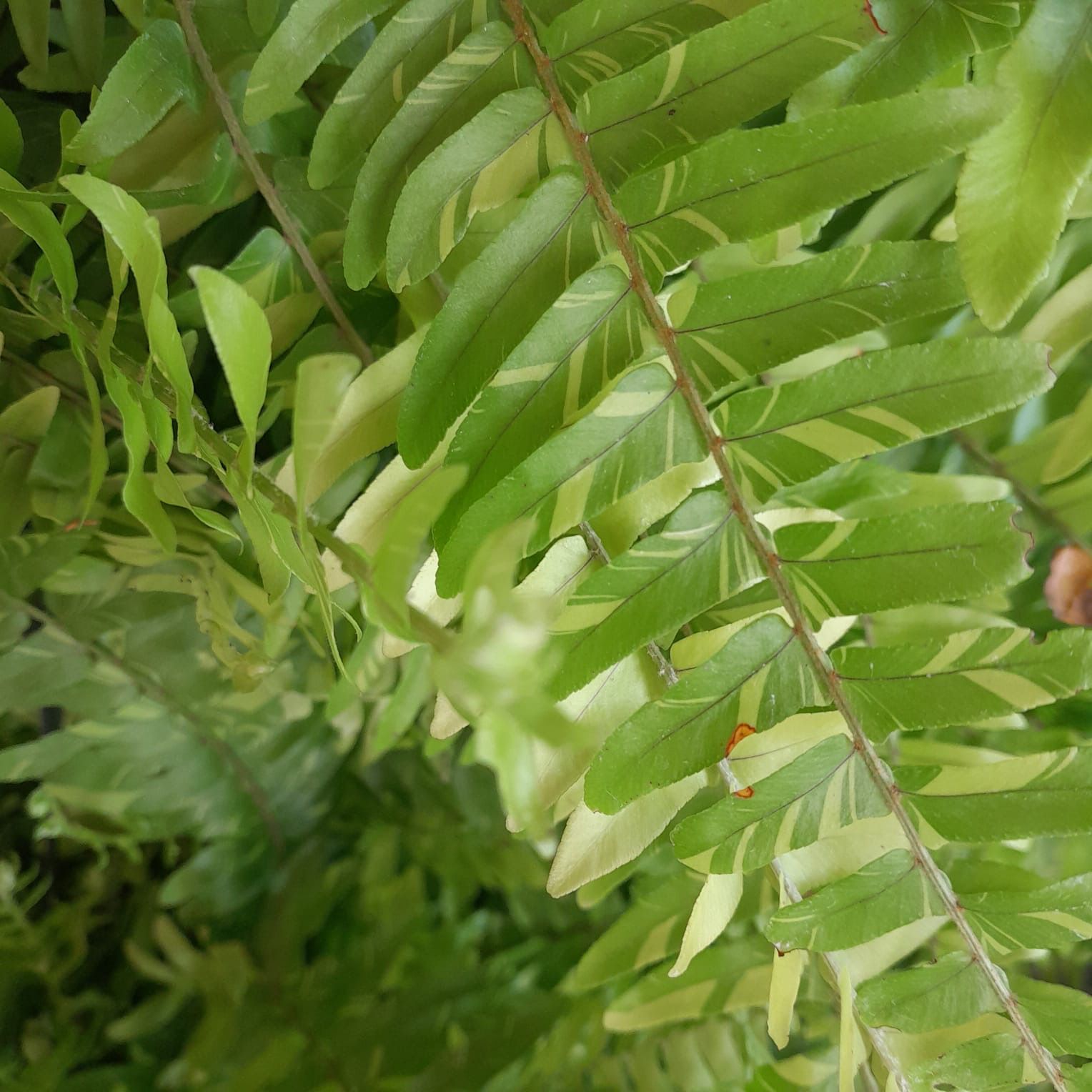 Folhagem Samambaia tigre ('Tiger Fern') - Orquídeas & Cia