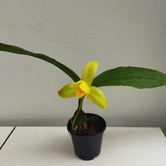 Lycaste (cores diversas) - Orquídeas & Cia