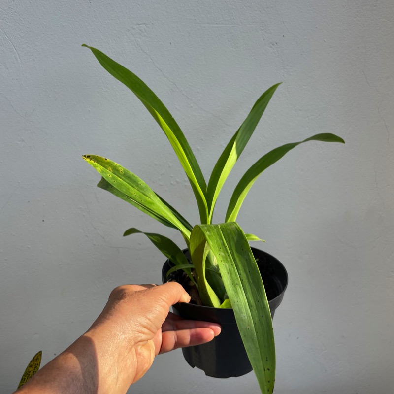 Oncidium Sharry baby (Orquídea chocolate) Muda Adulta - Orquídeas & Cia