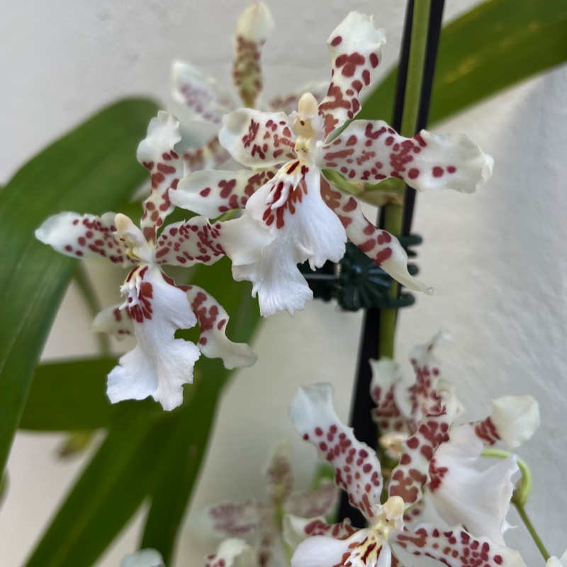 Oncidium Speckled Spire 'Snowflake' (Onc. Rex Van Delden × Onc ...