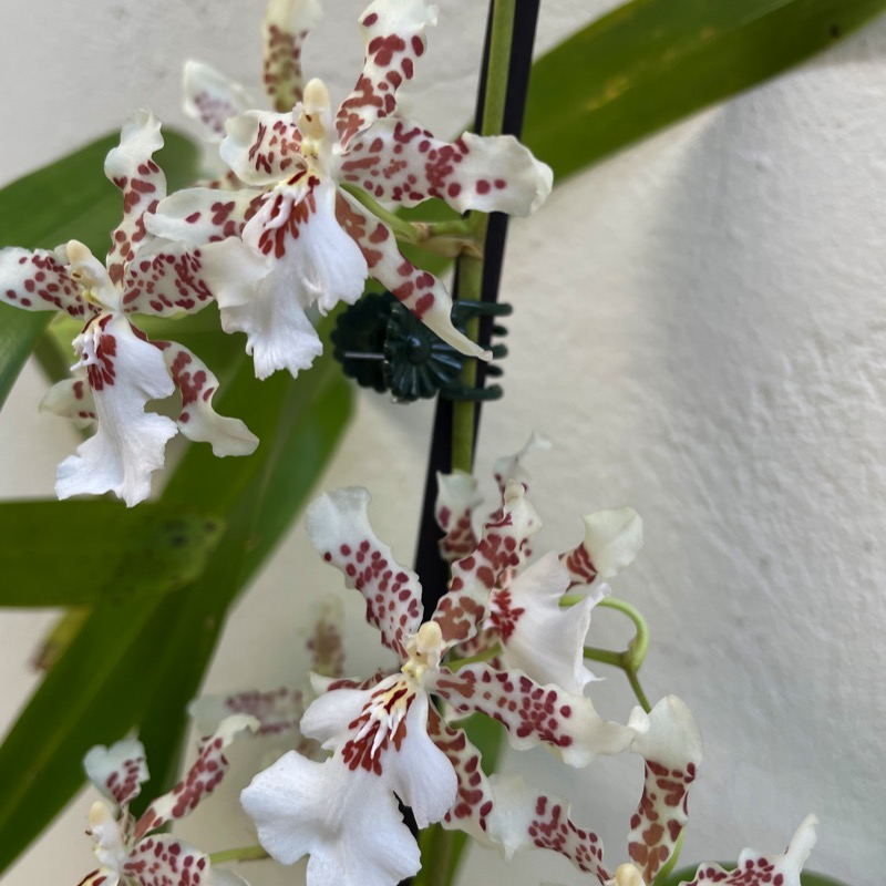 Oncidium Speckled Spire 'Snowflake' (Onc. Rex Van Delden × Onc ...
