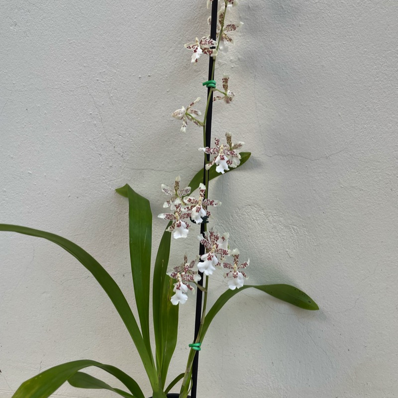 Oncidium Speckled Spire 'Snowflake' (Onc. Rex Van Delden × Onc ...