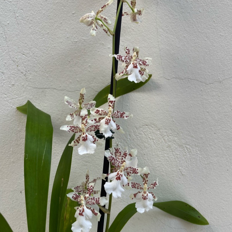 Oncidium Speckled Spire 'Snowflake' (Onc. Rex Van Delden × Onc ...