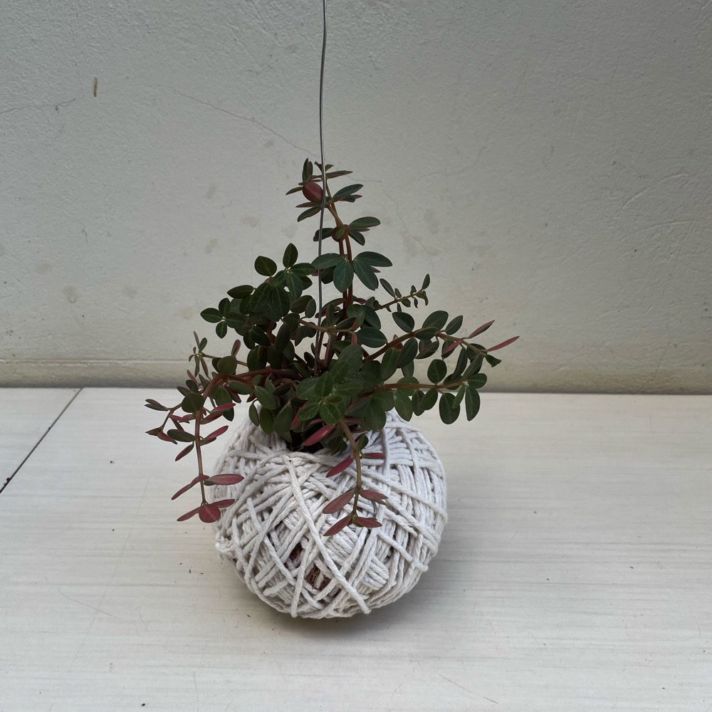 Kokedama de Peperomia verticillata ‘Red Log’ - Orquídeas & Cia