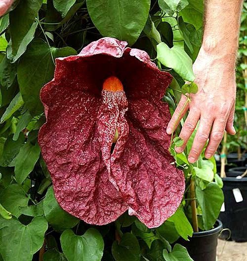 Papo de Peru - Aristolochia Gigantea (Planta Exótica) - Orquidario em ...