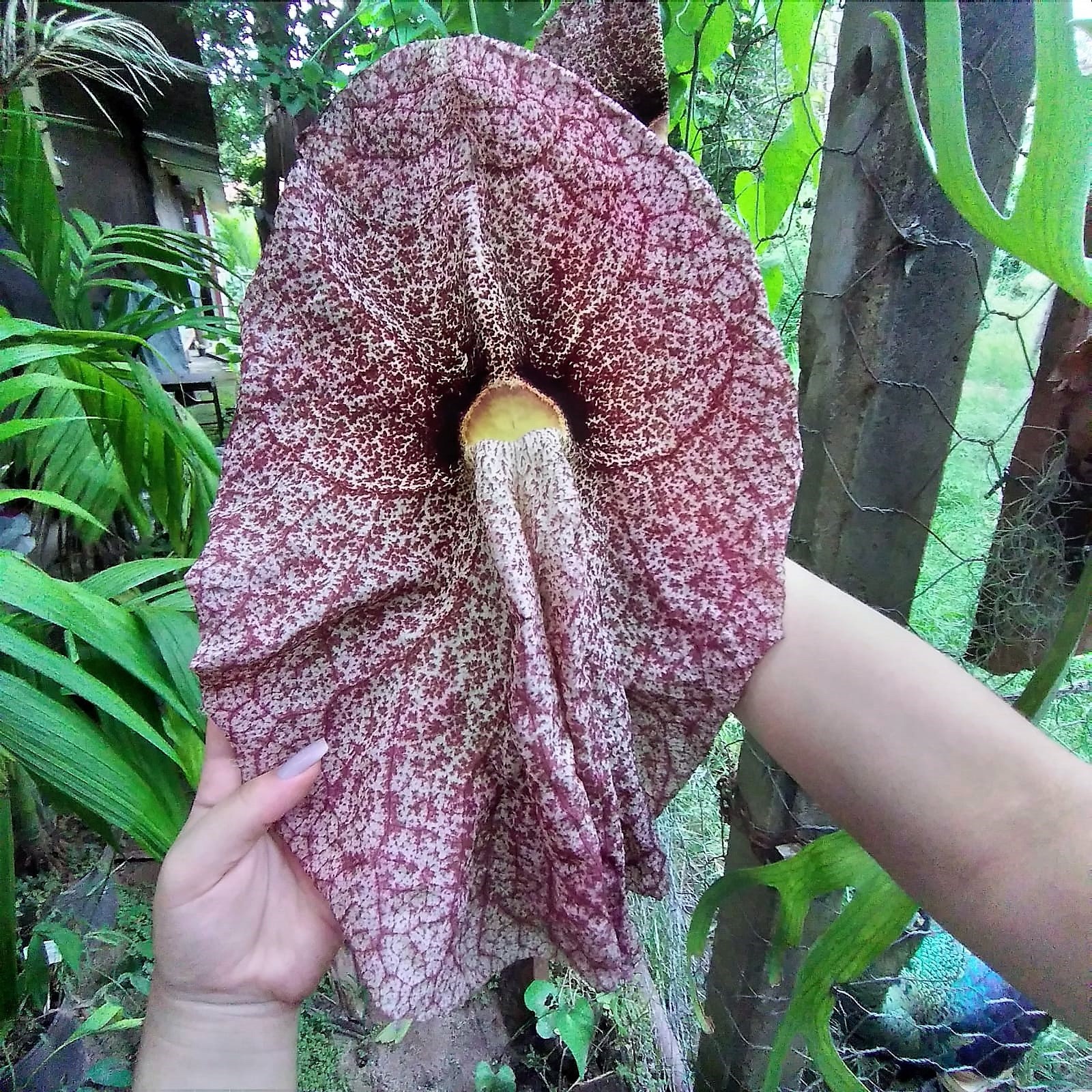 Papo de Peru - Aristolochia Gigantea (Planta Exótica) - Orquidario em ...