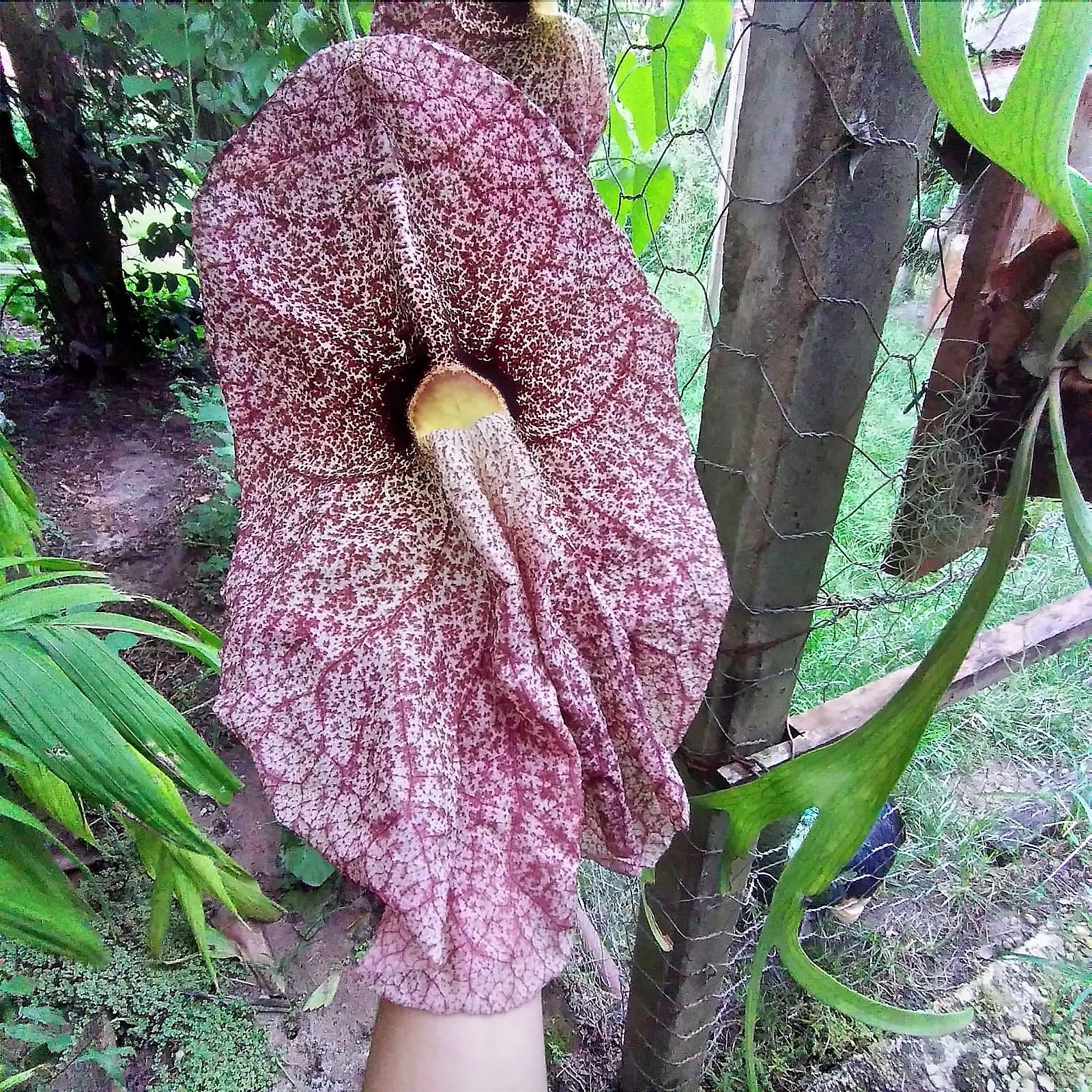 Papo de Peru - Aristolochia Gigantea (Planta Exótica) - Orquidario em ...
