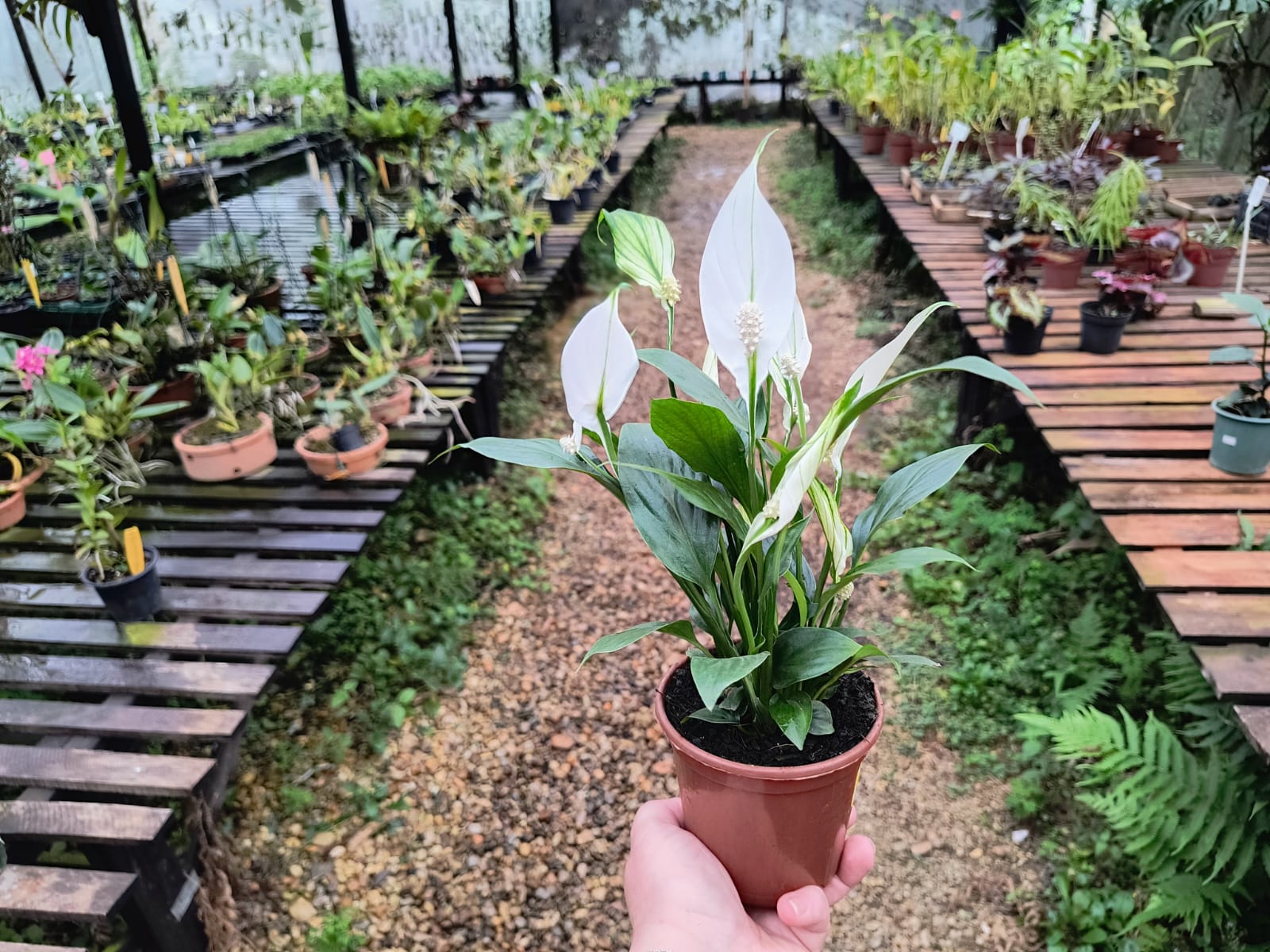 Mini Lírio da Paz - Spathiphyllum Wallisii - Orquidario em Mogi Mirim ...