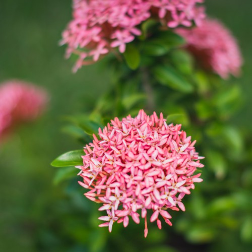 Mini Ixora Rosa - Orquidario em Mogi Mirim/SP - As mais lindas Orquídeas!