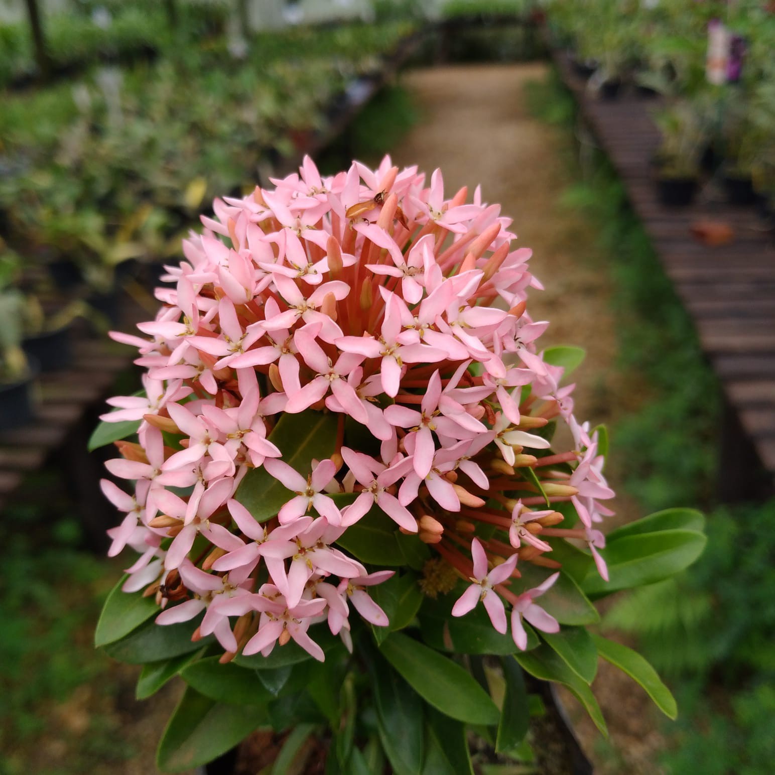 Mini Ixora Rosa - Orquidario em Mogi Mirim/SP - As mais lindas Orquídeas!