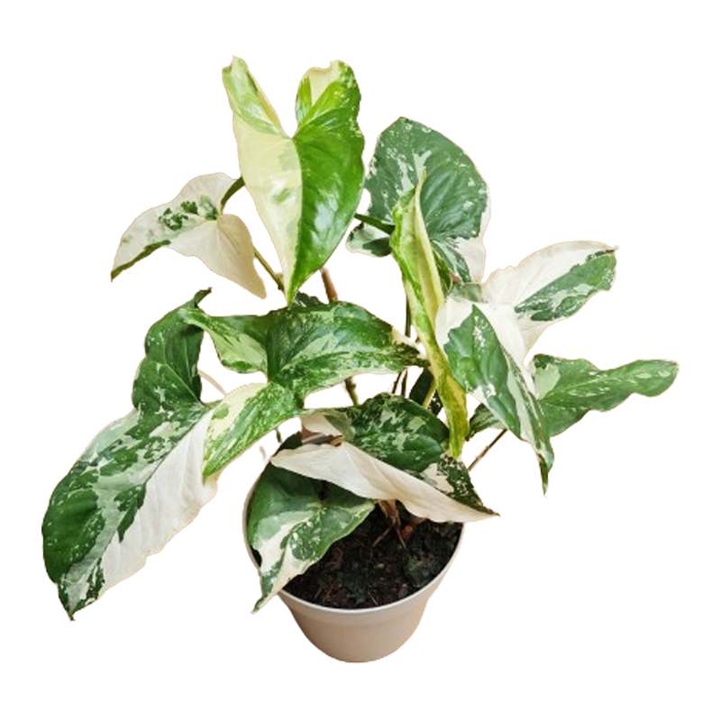 Singônio Variegata - Orquidario em Mogi Mirim/SP - As mais lindas ...