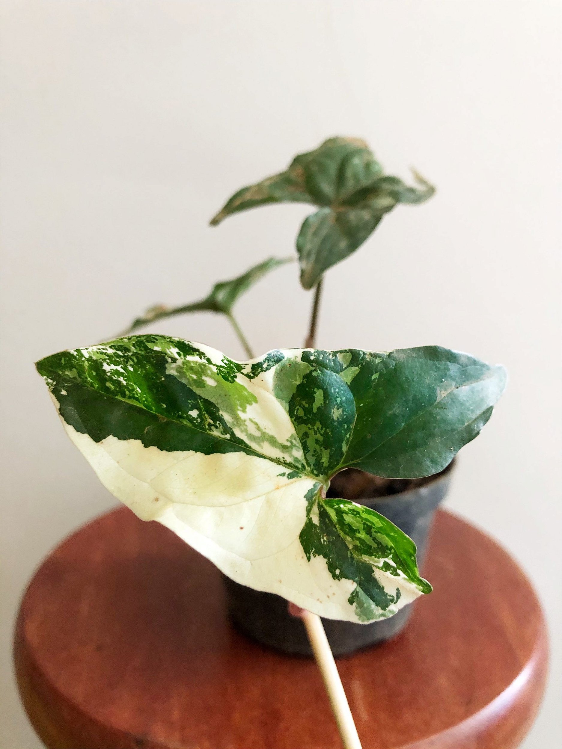 Singônio Variegata - Orquidario em Mogi Mirim/SP - As mais lindas ...