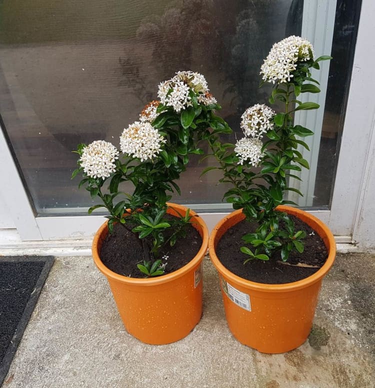 Mini Ixora Branca: características, cultivo e utilização em paisagismo ...