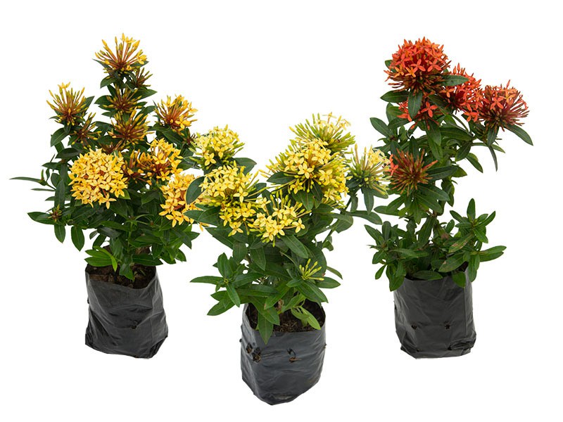 Mini Ixora Amarela - Orquidario em Mogi Mirim/SP - As mais lindas ...