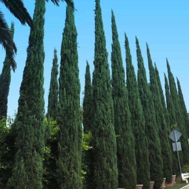 Cipreste Italiano ou Pinheiro Vela (Cupressus sempervirens ...